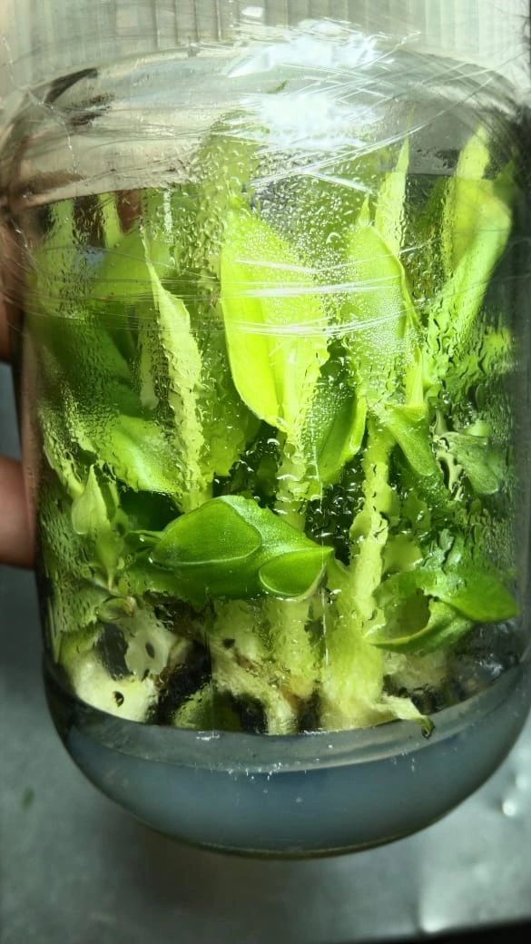 Dr. Ratnesh Kumar Singh on LinkedIn: Banana.... Dr. Ratnesh Kumar Singh on LinkedIn: Banana....