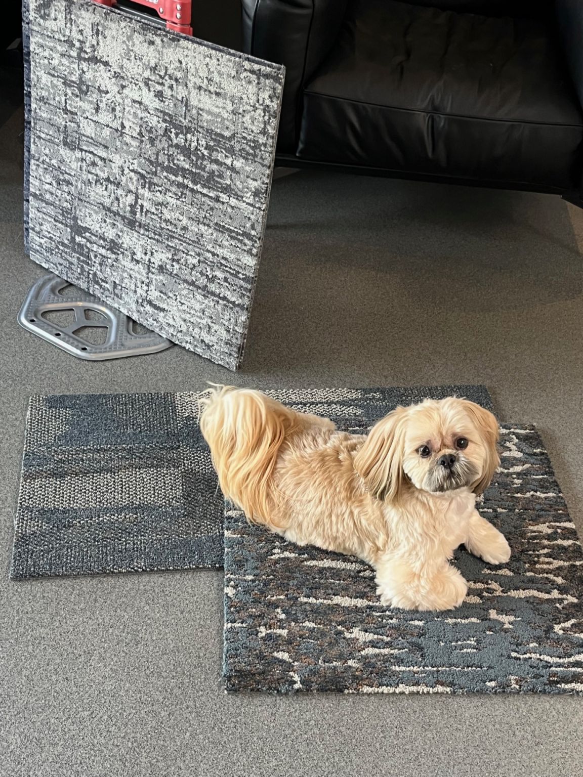 Jacob Segall on LinkedIn: In honor of national dog day here’s CHUEY ... Jacob Segall on LinkedIn: In honor of national dog day here’s CHUEY ...
