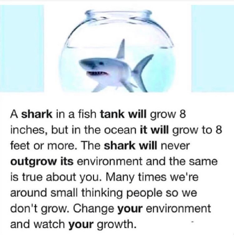 Alisa Sample Alexander on LinkedIn: #lessonsfromashark Alisa Sample Alexander on LinkedIn: #lessonsfromashark