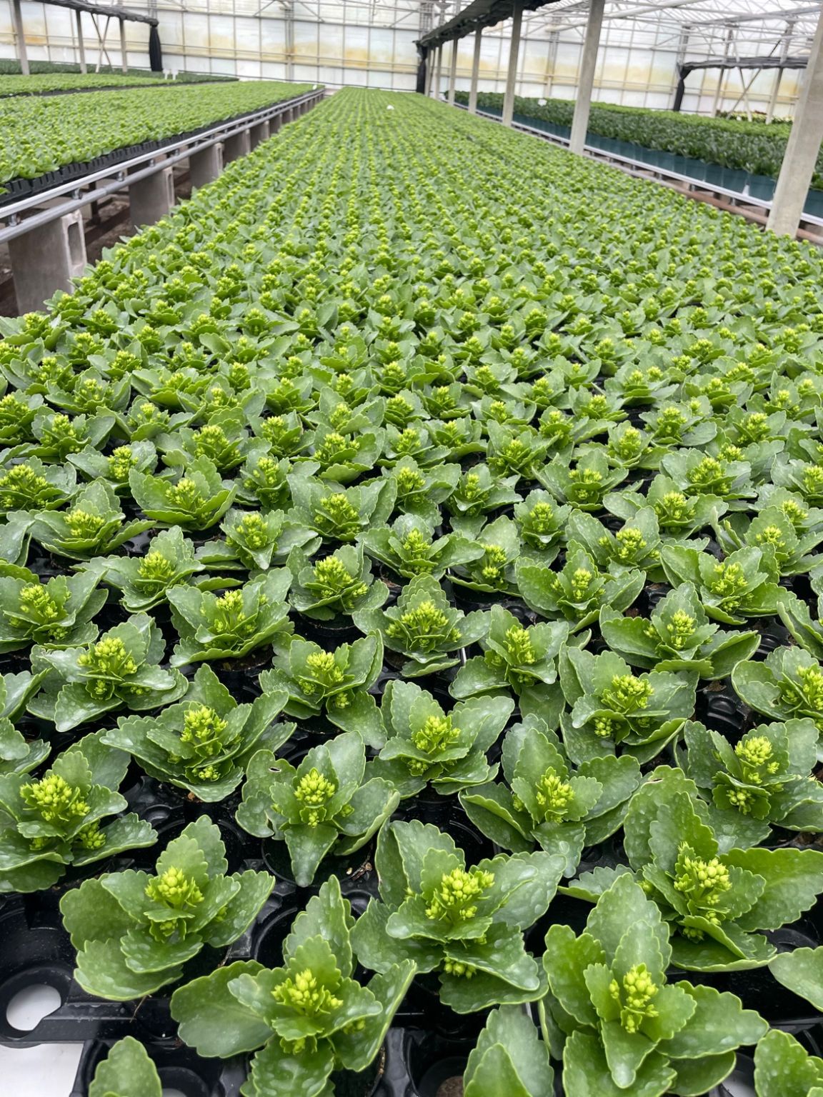 Dinesh Chaudhari on LinkedIn: These beauties are getting ready! 'Mini ... Dinesh Chaudhari on LinkedIn: These beauties are getting ready! 'Mini ...