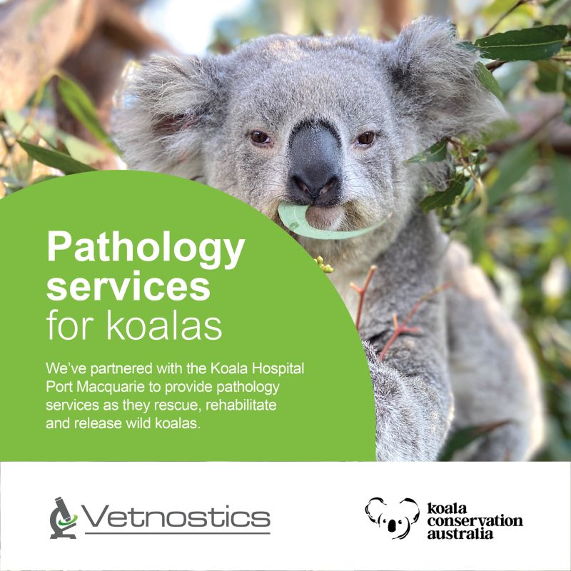 Vetnostics support Koala Hospital Port Macquarie who rescue ... Vetnostics support Koala Hospital Port Macquarie who rescue ...