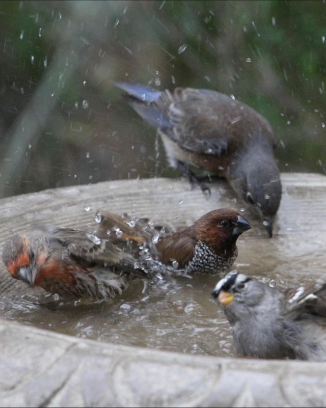 David H. Davis , MS, CWB® on LinkedIn: One o’ Best Bird Photos of the ... David H. Davis , MS, CWB® on LinkedIn: One o’ Best Bird Photos of the ...