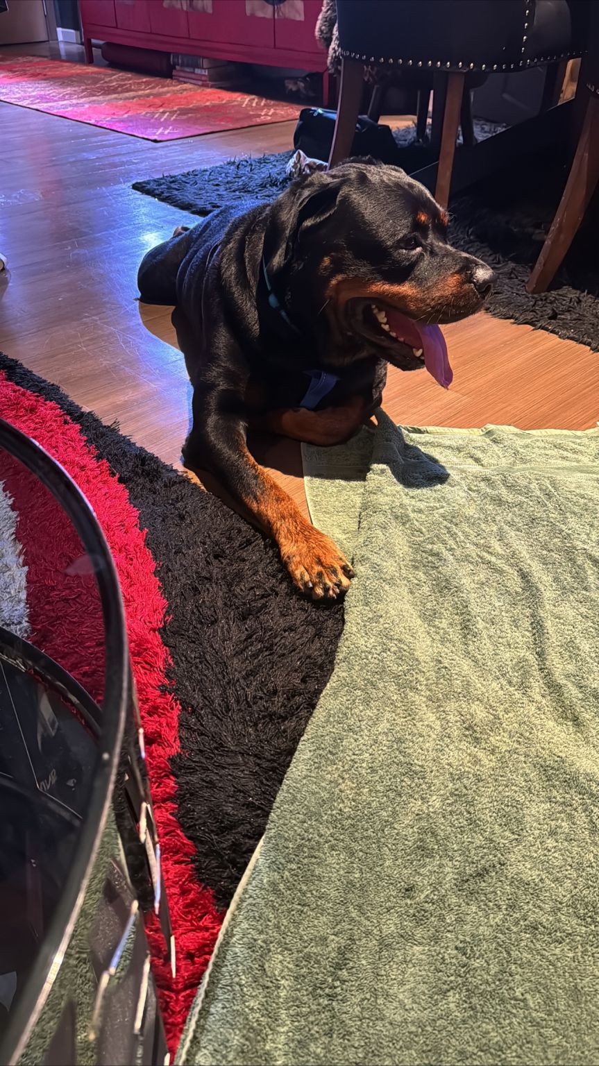This is my Rottweiler, Maximus (Decimus Meridius). He is a particularly ... This is my Rottweiler, Maximus (Decimus Meridius). He is a particularly ...