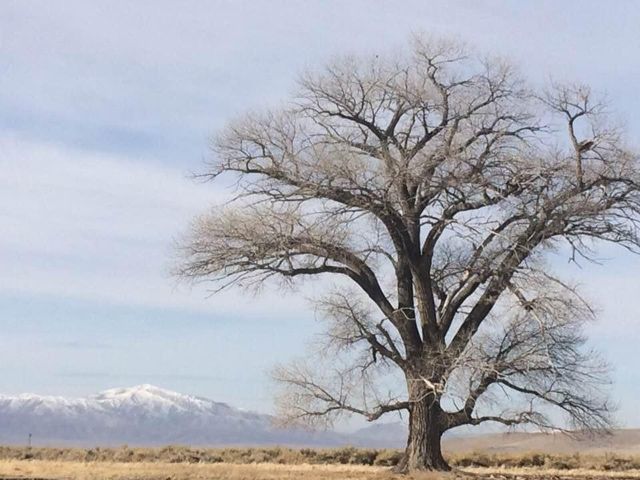 “The Tree” along the Humboldt River is well-known by the locals as ... “The Tree” along the Humboldt River is well-known by the locals as ...