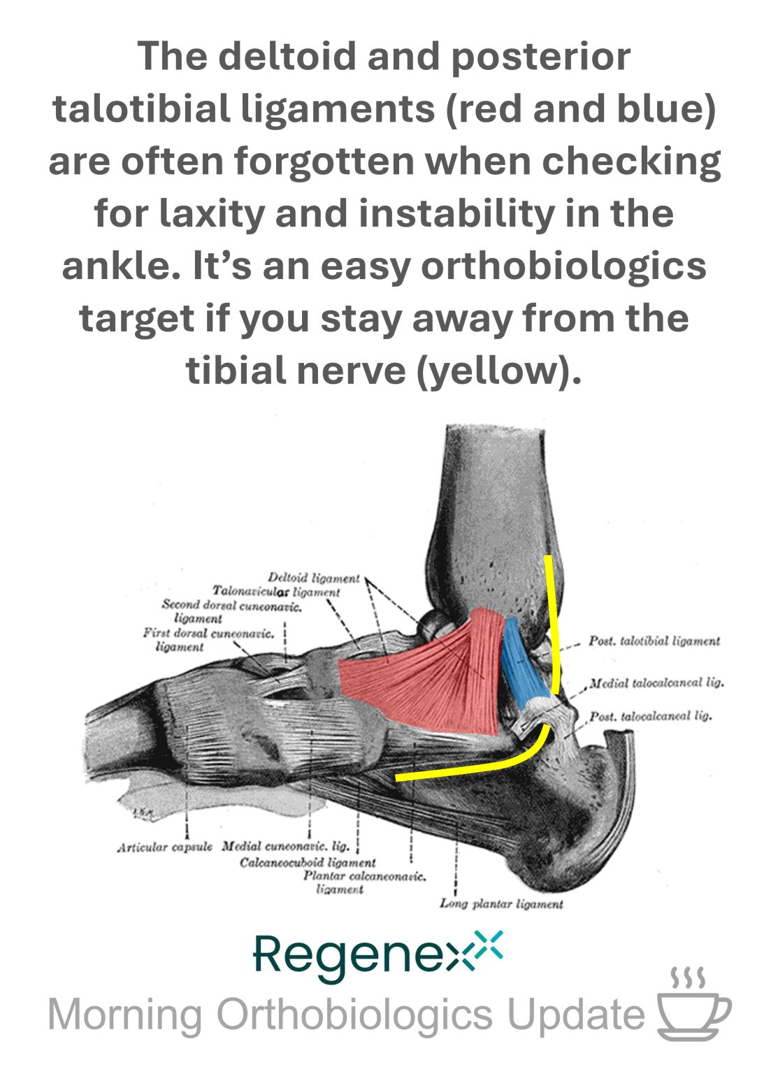 Chris Centeno, M.D. on LinkedIn: Remember the deltoid and associated ... Chris Centeno, M.D. on LinkedIn: Remember the deltoid and associated ...