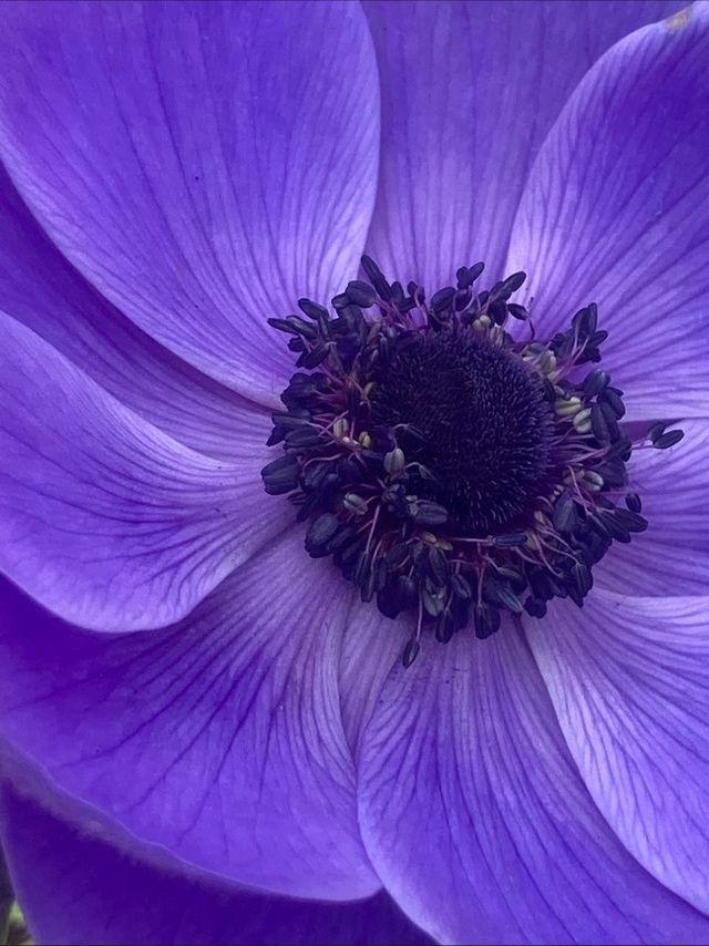David H. Davis , MS, CWB® on LinkedIn: FEB 24TH IS PURPLE POPPY DAY The ... David H. Davis , MS, CWB® on LinkedIn: FEB 24TH IS PURPLE POPPY DAY The ...