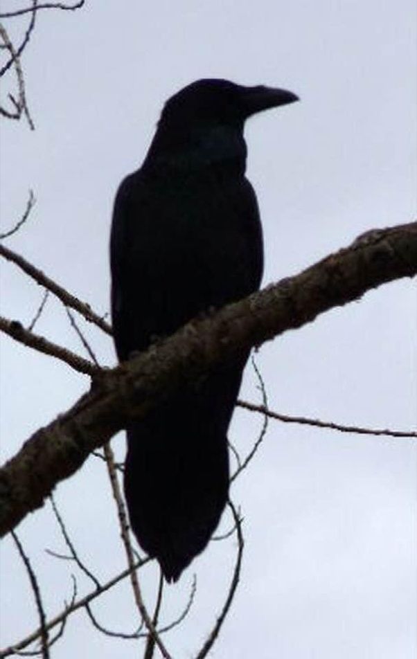 David H. Davis , MS, CWB® on LinkedIn: Common Ravens & Anna’s Hummer ... David H. Davis , MS, CWB® on LinkedIn: Common Ravens & Anna’s Hummer ...