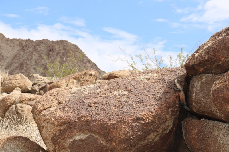 Mojave Desert Land Trust on LinkedIn: The proposed Chuckwalla National ... Mojave Desert Land Trust on LinkedIn: The proposed Chuckwalla National ...