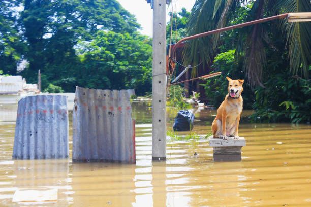 Yukta Vaidya on LinkedIn: Animals Suffer in Nature Disaster: Due to ... Yukta Vaidya on LinkedIn: Animals Suffer in Nature Disaster: Due to ...