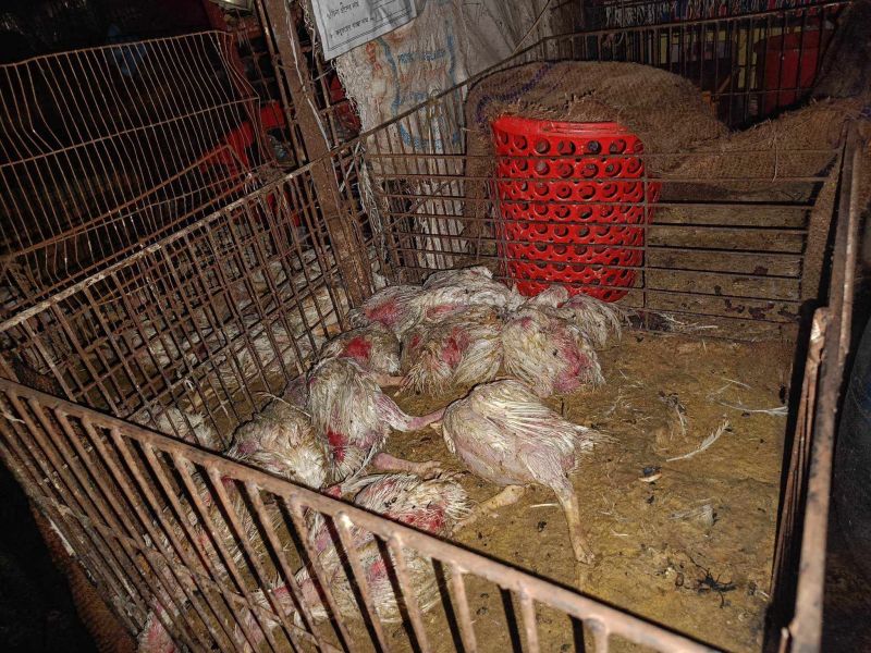 We have started avian influenza surveillance in dead poultry found ... We have started avian influenza surveillance in dead poultry found ...