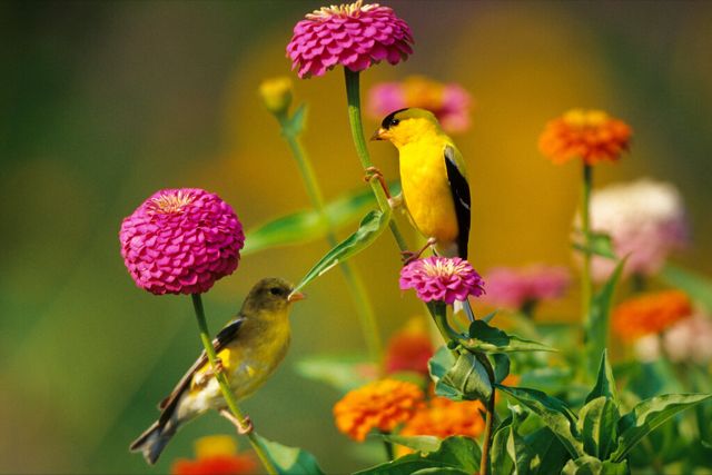 David H. Davis , MS, CWB® on LinkedIn: CREATE A BIRD-FRIENDLY GARDEN ... David H. Davis , MS, CWB® on LinkedIn: CREATE A BIRD-FRIENDLY GARDEN ...