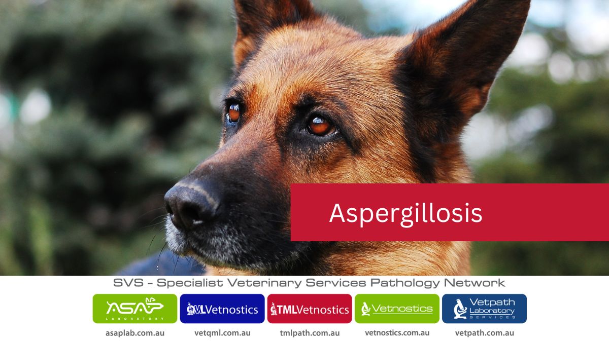 QML Vetnostics on LinkedIn: The fungal disease Aspergillosis can occur ... QML Vetnostics on LinkedIn: The fungal disease Aspergillosis can occur ...