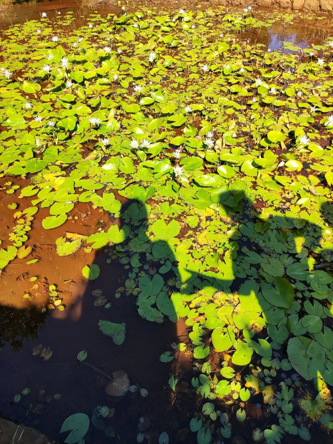 How to find peace in nature | Rijumoni Majumdar posted on the topic ... How to find peace in nature | Rijumoni Majumdar posted on the topic ...