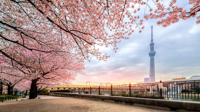 Soon Tokyo will be looking like this again!🌸 Looking for a Business ... Soon Tokyo will be looking like this again!🌸 Looking for a Business ...