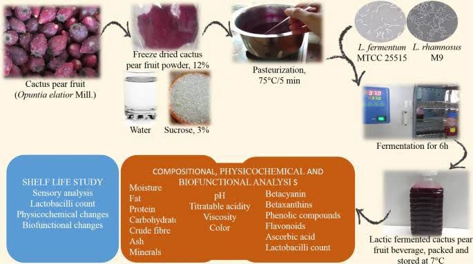Lactic fermented cactus pear fruit beverage: a superfood | ANANDA ... Lactic fermented cactus pear fruit beverage: a superfood | ANANDA ...