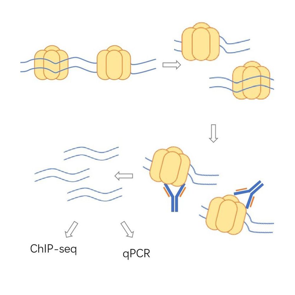 Longlight Technology Co., Ltd on LinkedIn: Longlight offers ChIP ... Longlight Technology Co., Ltd on LinkedIn: Longlight offers ChIP ...