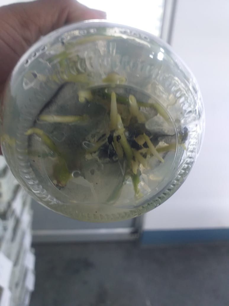Rooting Aglonema | Dr. Ratnesh Kumar Singh Rooting Aglonema | Dr. Ratnesh Kumar Singh