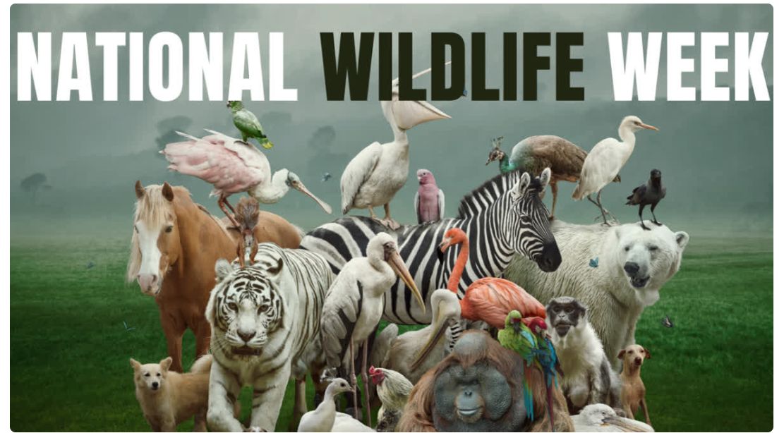 Clintech Informatics on LinkedIn: #nationalwildlifeweek # ... Clintech Informatics on LinkedIn: #nationalwildlifeweek # ...