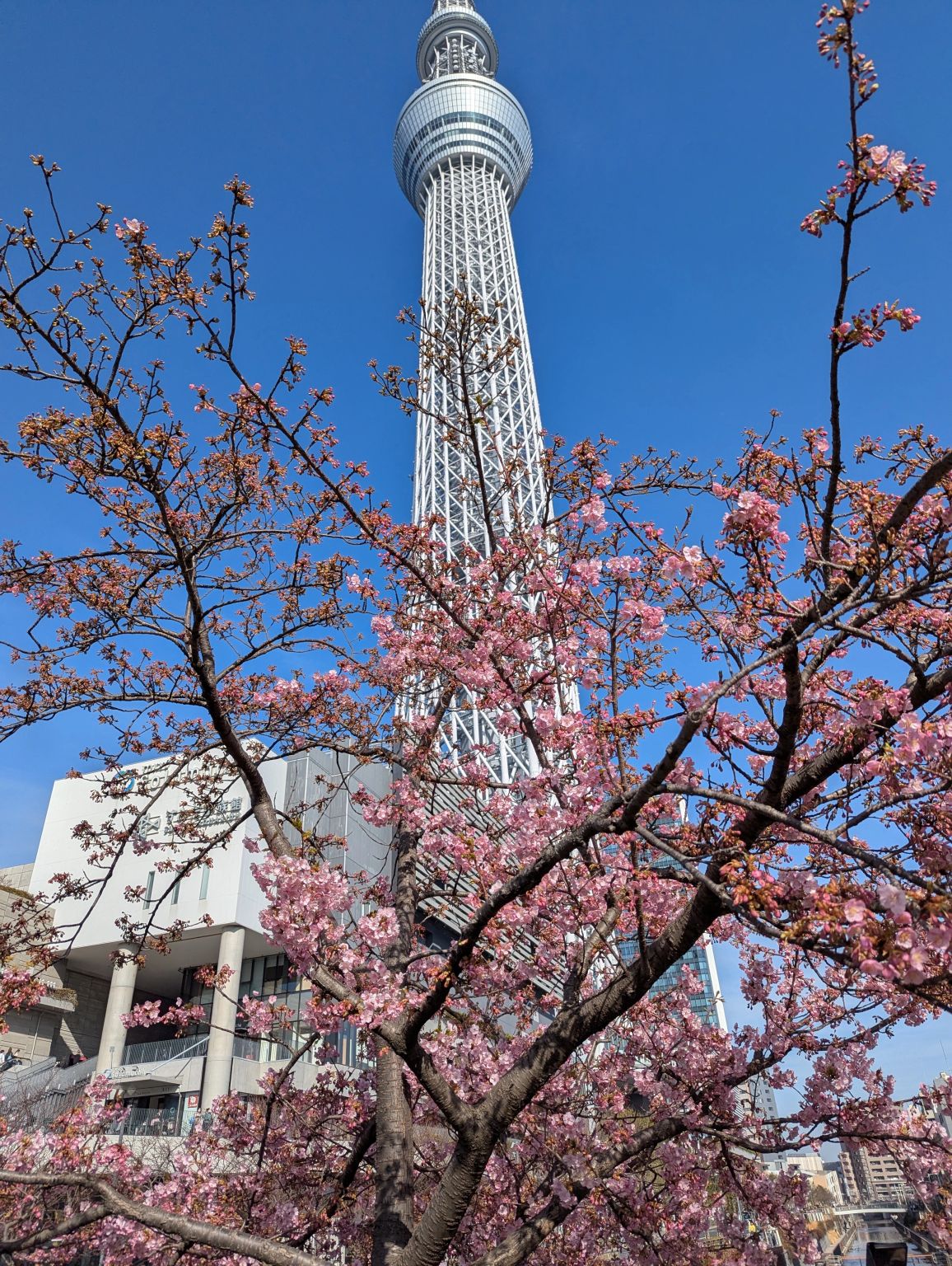 #cherryblossom #tokyoskytree | Md. Muhaimin Rahman #cherryblossom #tokyoskytree | Md. Muhaimin Rahman