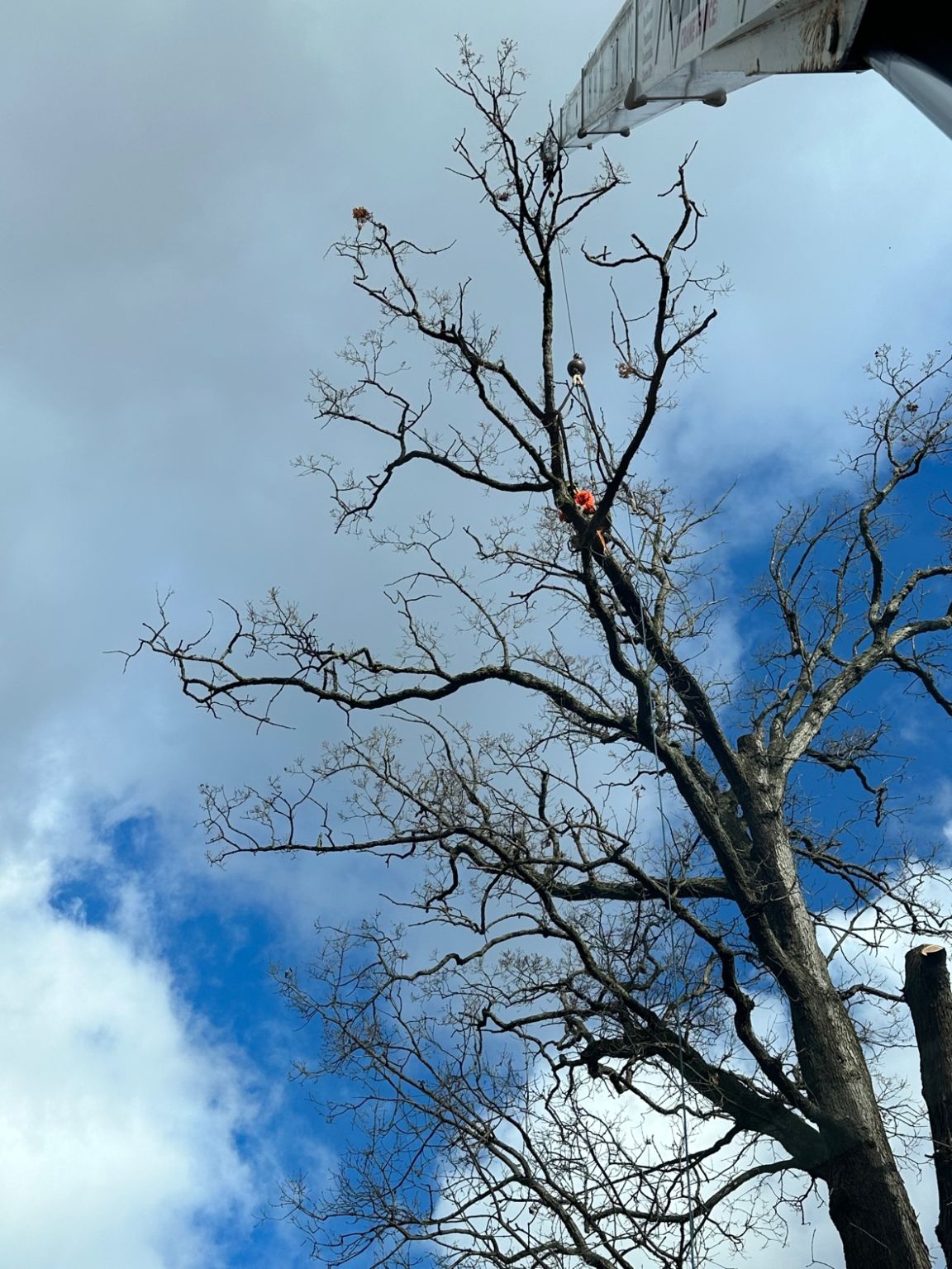 Josh Baldoni on LinkedIn: Removing a dying white oak tree with a 40 ton ... Josh Baldoni on LinkedIn: Removing a dying white oak tree with a 40 ton ...