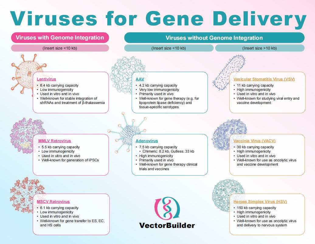VectorBuilder on LinkedIn: Exploring Viral Vectors for Gene Delivery! 🧬 ... VectorBuilder on LinkedIn: Exploring Viral Vectors for Gene Delivery! 🧬 ...