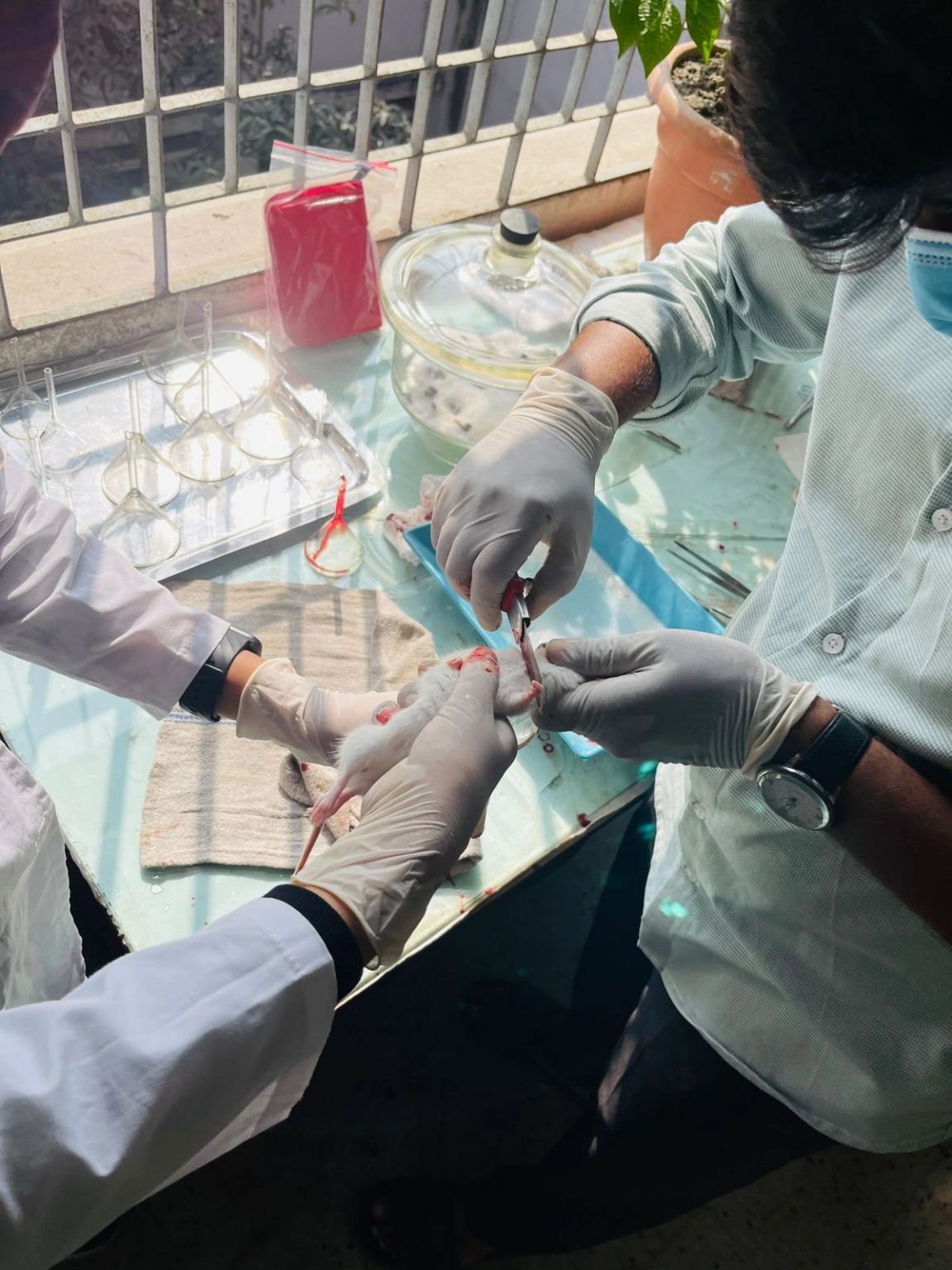 Sacrifice Day: Concluding a Month-Long Experiment Journey As part of my ... Sacrifice Day: Concluding a Month-Long Experiment Journey As part of my ...