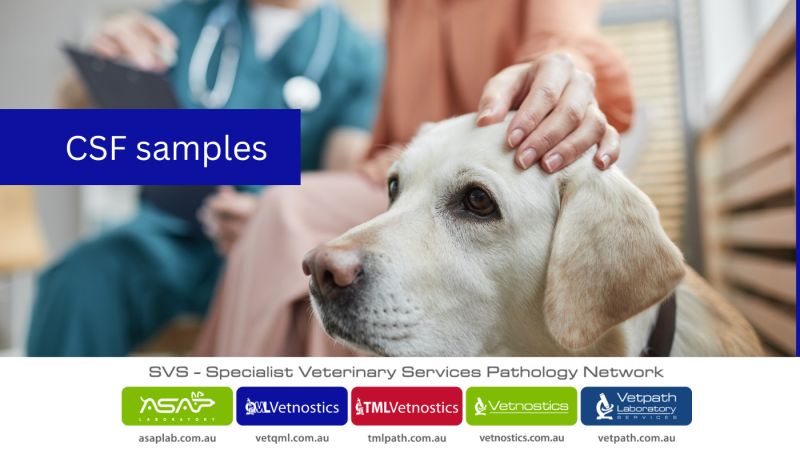 QML Vetnostics on LinkedIn: Performing a cerebrospinal fluid (CSF) tap ... QML Vetnostics on LinkedIn: Performing a cerebrospinal fluid (CSF) tap ...