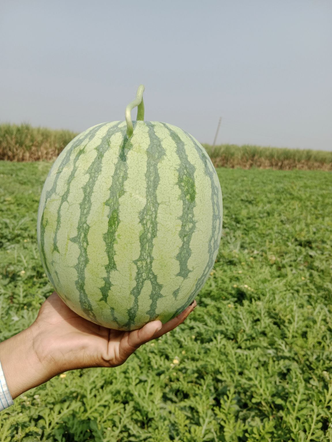 Sidheshwar Rupnawar on LinkedIn: #watermelon Sidheshwar Rupnawar on LinkedIn: #watermelon