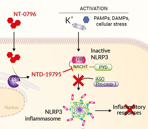 #invivogen #nlrp3 #inflammasome #inhibitor #neurodegenerativedisease ... #invivogen #nlrp3 #inflammasome #inhibitor #neurodegenerativedisease ...