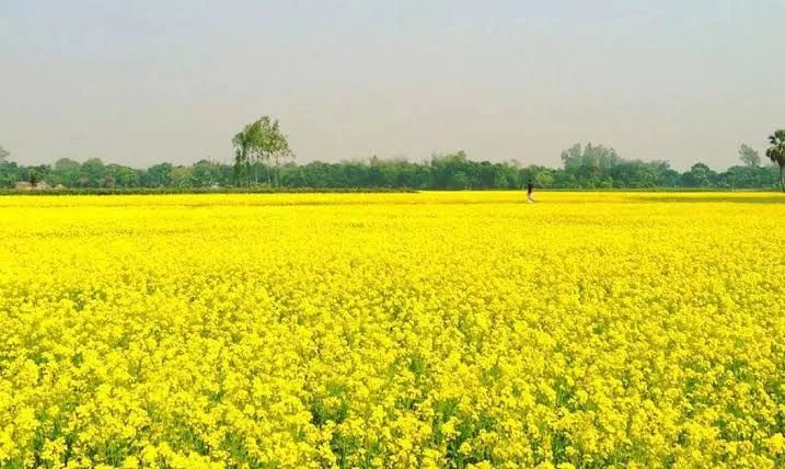 ADARSH CHAUHAN on LinkedIn: #goldenfields #mustardcultivation # ... ADARSH CHAUHAN on LinkedIn: #goldenfields #mustardcultivation # ...