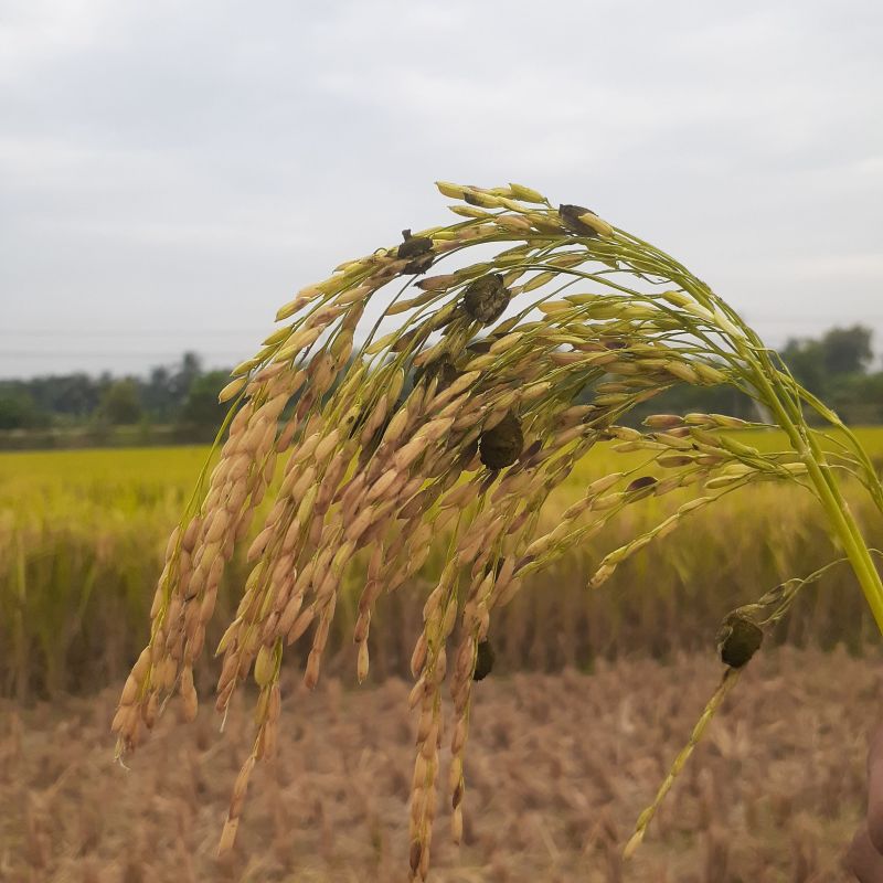 How false smut affects rice crops | Md. Mehedi Hasan posted on the ... How false smut affects rice crops | Md. Mehedi Hasan posted on the ...