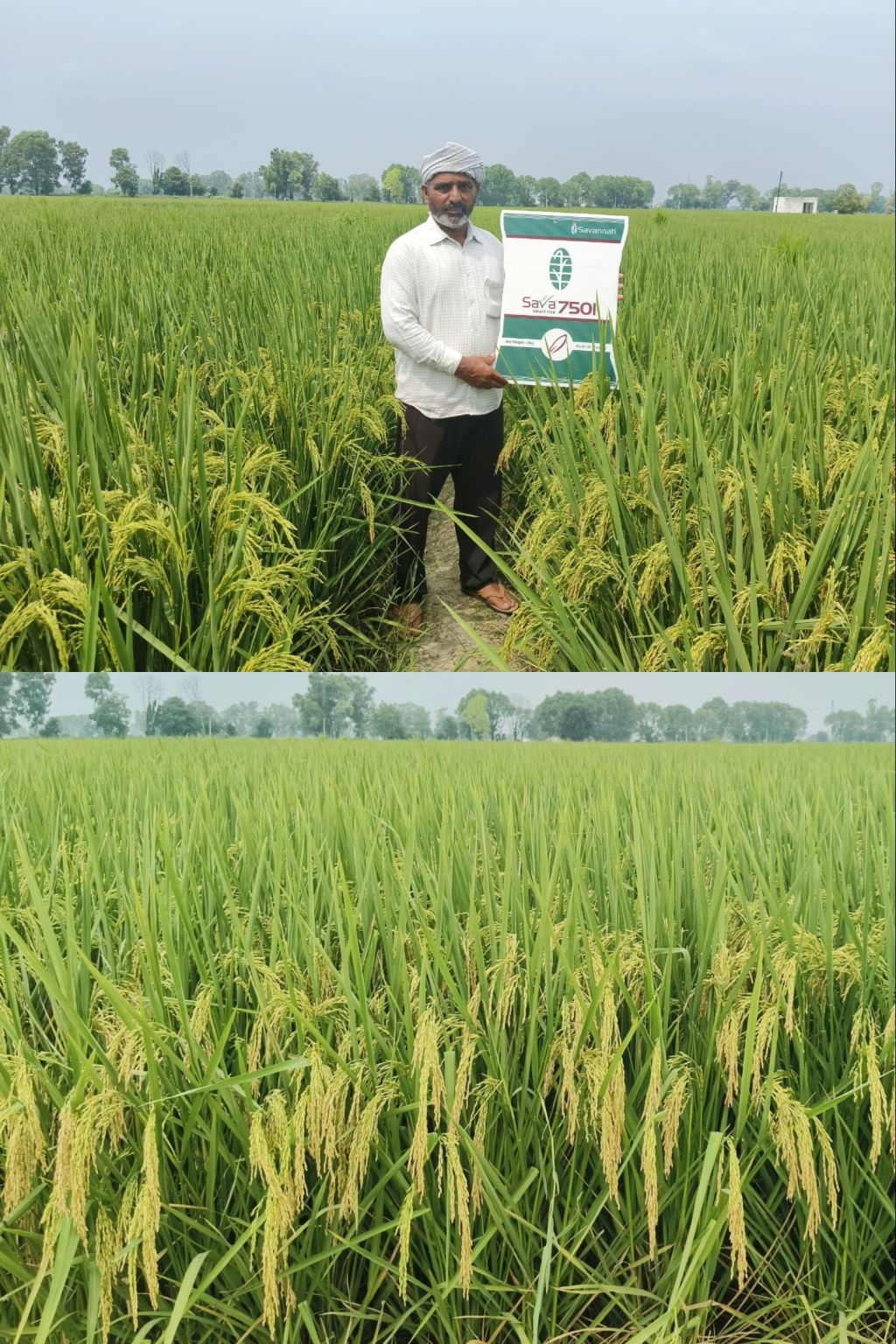 Akash Kumar Rana on LinkedIn: #agriculture #farmerslife Akash Kumar Rana on LinkedIn: #agriculture #farmerslife