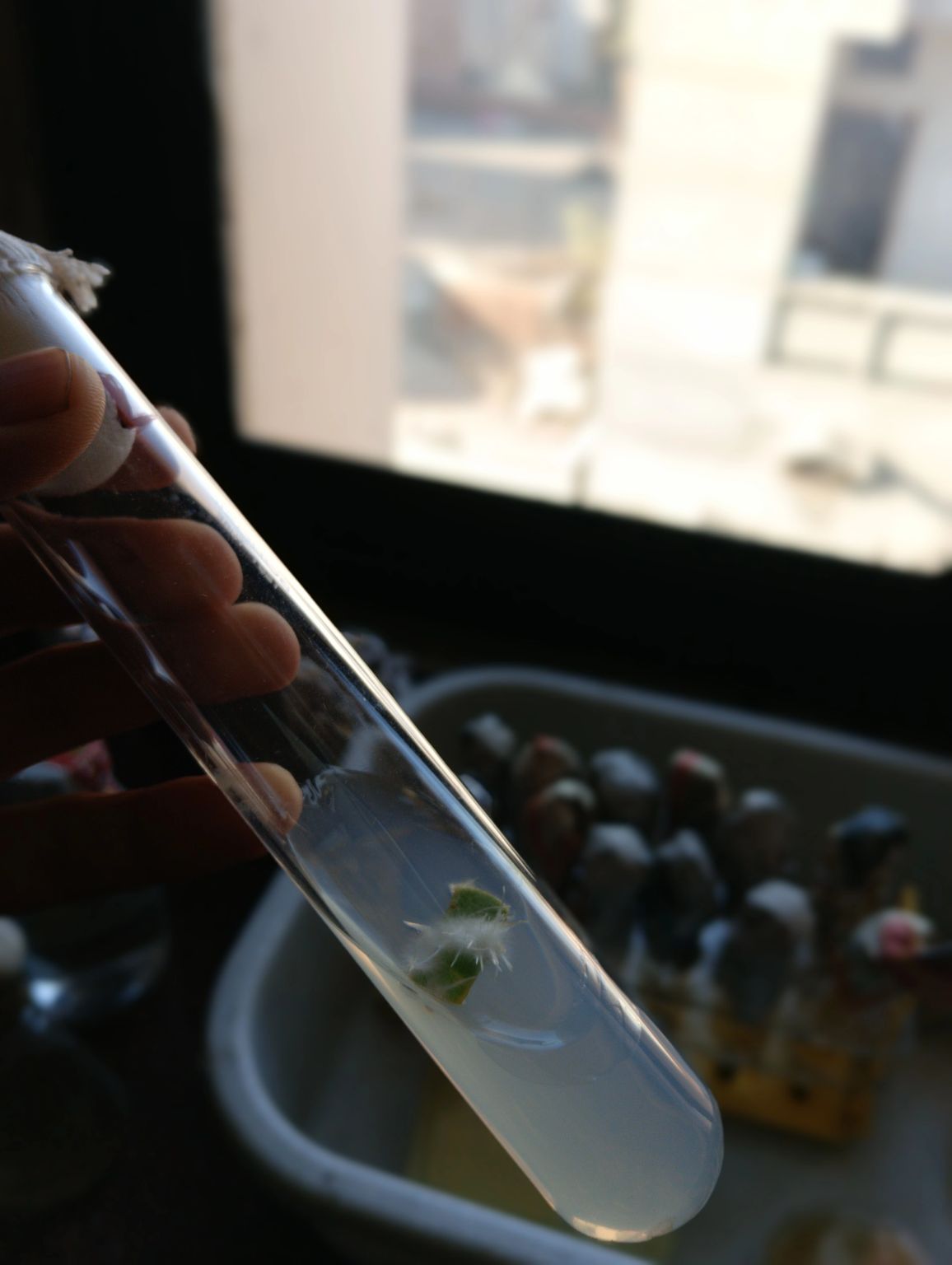 Priyanshu Sharma on LinkedIn: #planttissueculture Priyanshu Sharma on LinkedIn: #planttissueculture