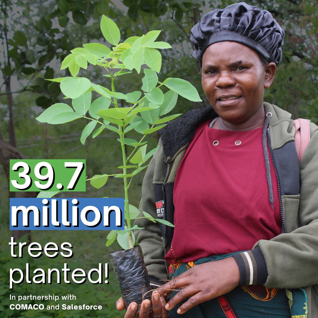 Global EverGreening Alliance on LinkedIn: #fmnr #agroforestry #zambia # ... Global EverGreening Alliance on LinkedIn: #fmnr #agroforestry #zambia # ...