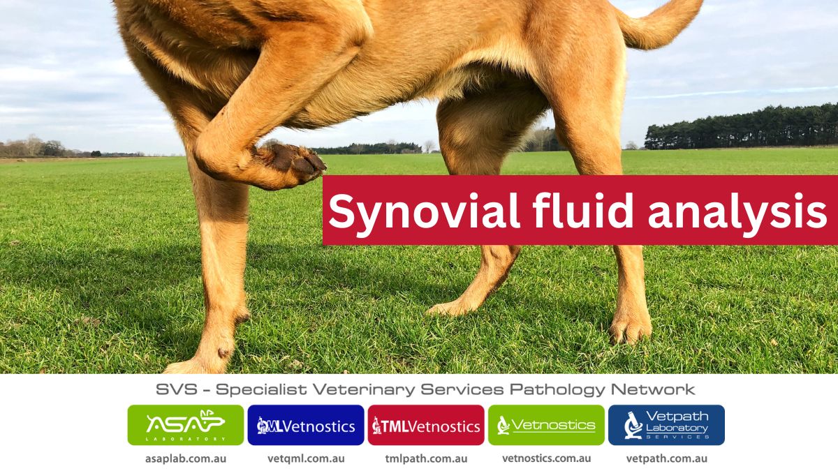 QML Vetnostics on LinkedIn: If you're wanting to submit a synovial ... QML Vetnostics on LinkedIn: If you're wanting to submit a synovial ...