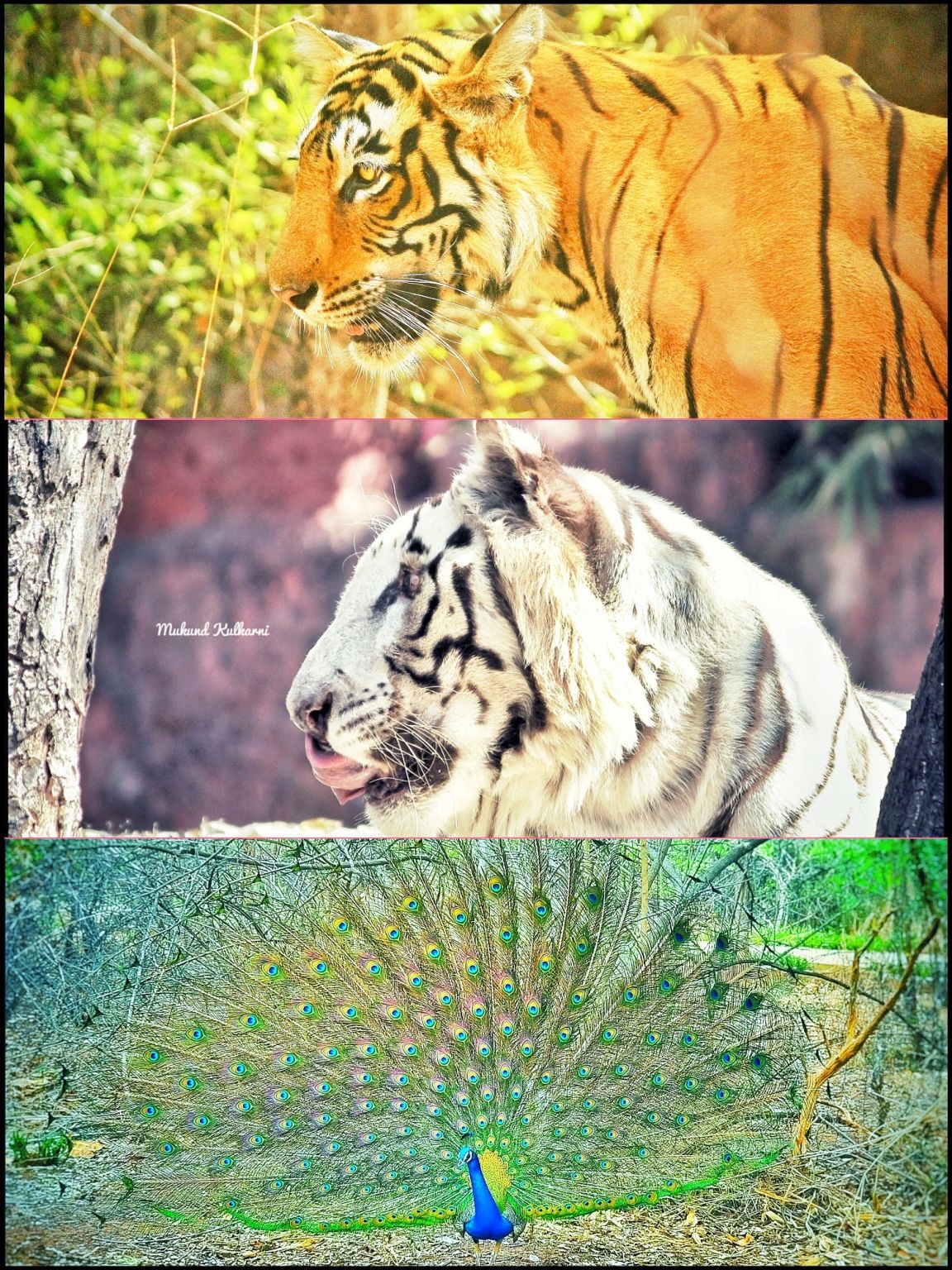 MUKUND KULKARNI on LinkedIn: My Clicks My Tricolour Happy Independence ... MUKUND KULKARNI on LinkedIn: My Clicks My Tricolour Happy Independence ...