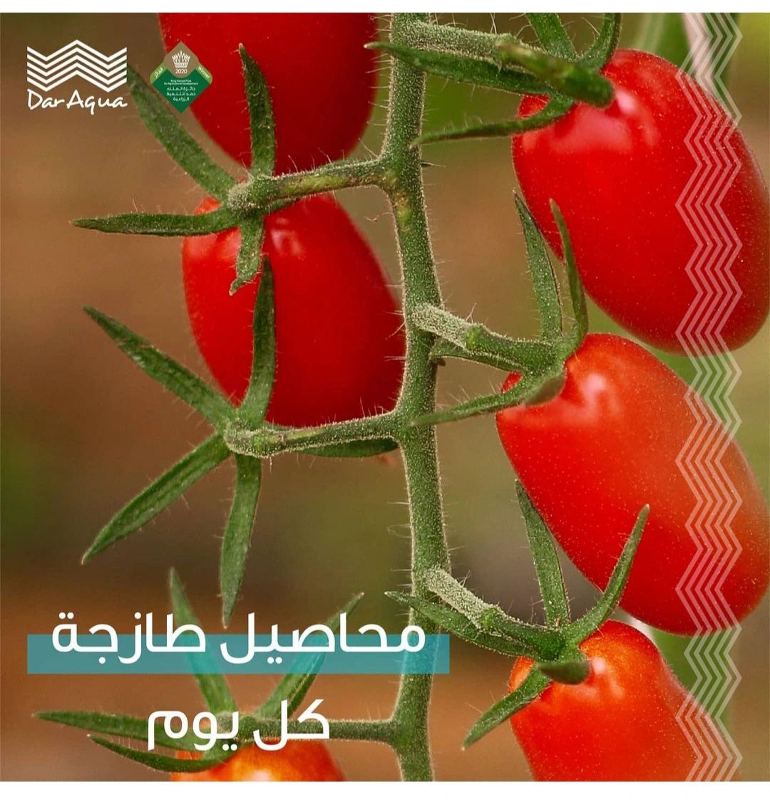 Mahmoud Elrashedy on LinkedIn: #الطماطم_الشيرى #الطماطم_الكرزية ... Mahmoud Elrashedy on LinkedIn: #الطماطم_الشيرى #الطماطم_الكرزية ...
