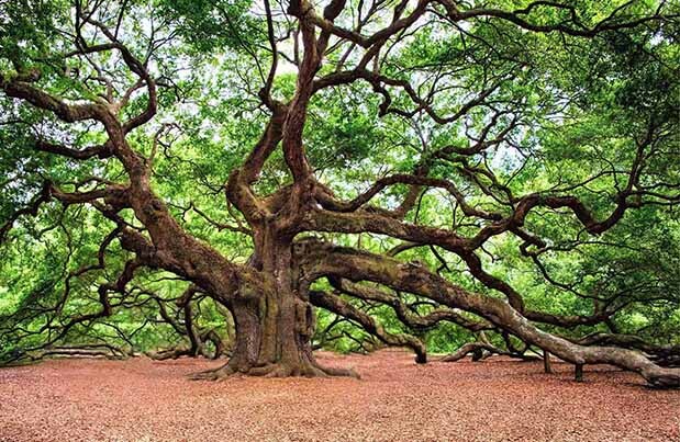 Curiosity Software on LinkedIn: Git Branching Strategies for ... Curiosity Software on LinkedIn: Git Branching Strategies for ...