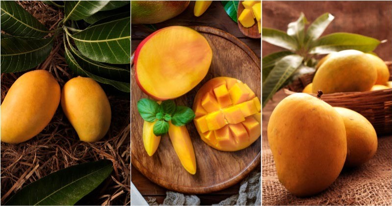 Health Benefits Of Mangoes: From Boosting Immunity To Improving ... Health Benefits Of Mangoes: From Boosting Immunity To Improving ...