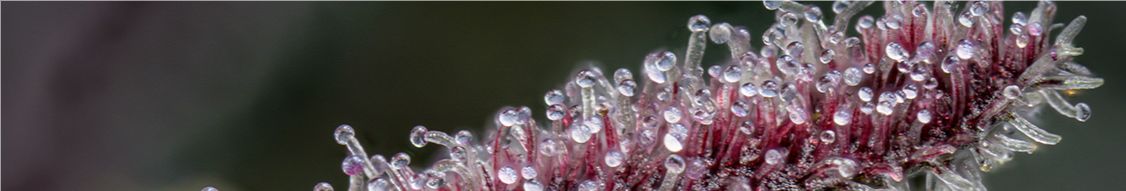 Good Chemistry Nurseries | LinkedIn Good Chemistry Nurseries | LinkedIn